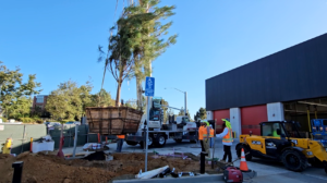 Torrey Pine Installed at Torrey Pines Fire Station! « Schmidt Design Group